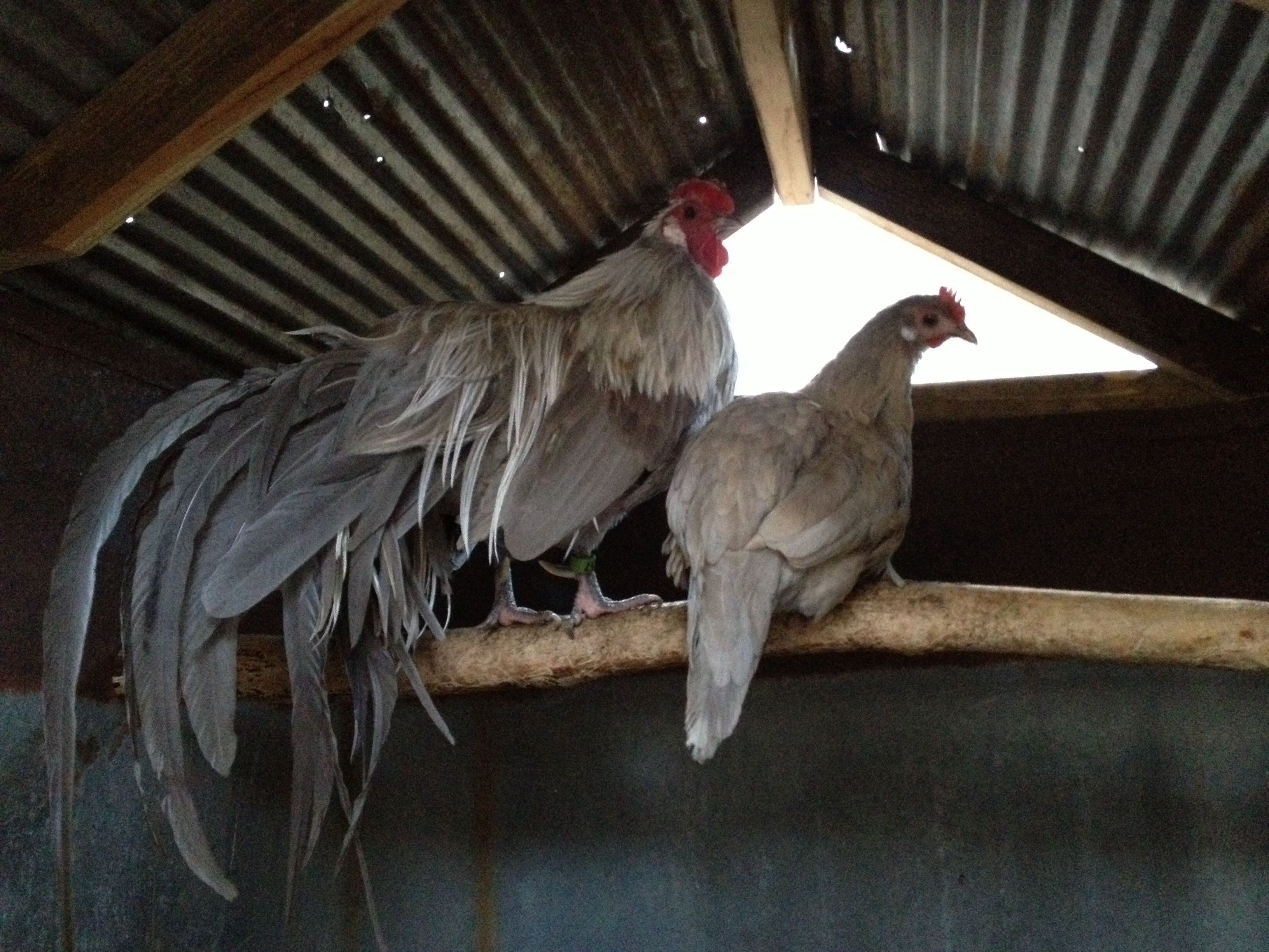 Blue phoenix pair | BackYard Chickens - Learn How to Raise Chickens