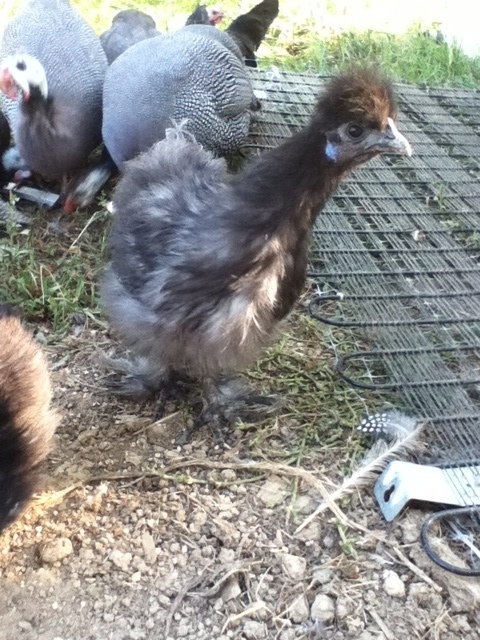 Blue Pullet | BackYard Chickens - Learn How to Raise Chickens