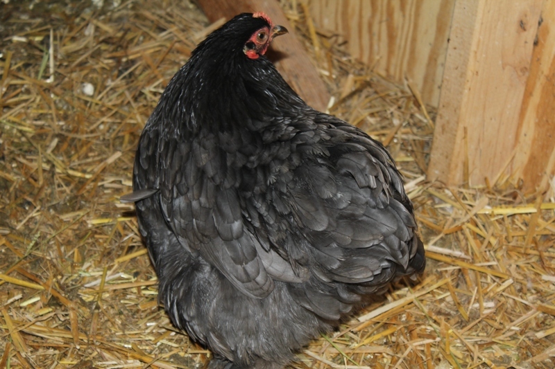 blue pullet | BackYard Chickens - Learn How to Raise Chickens