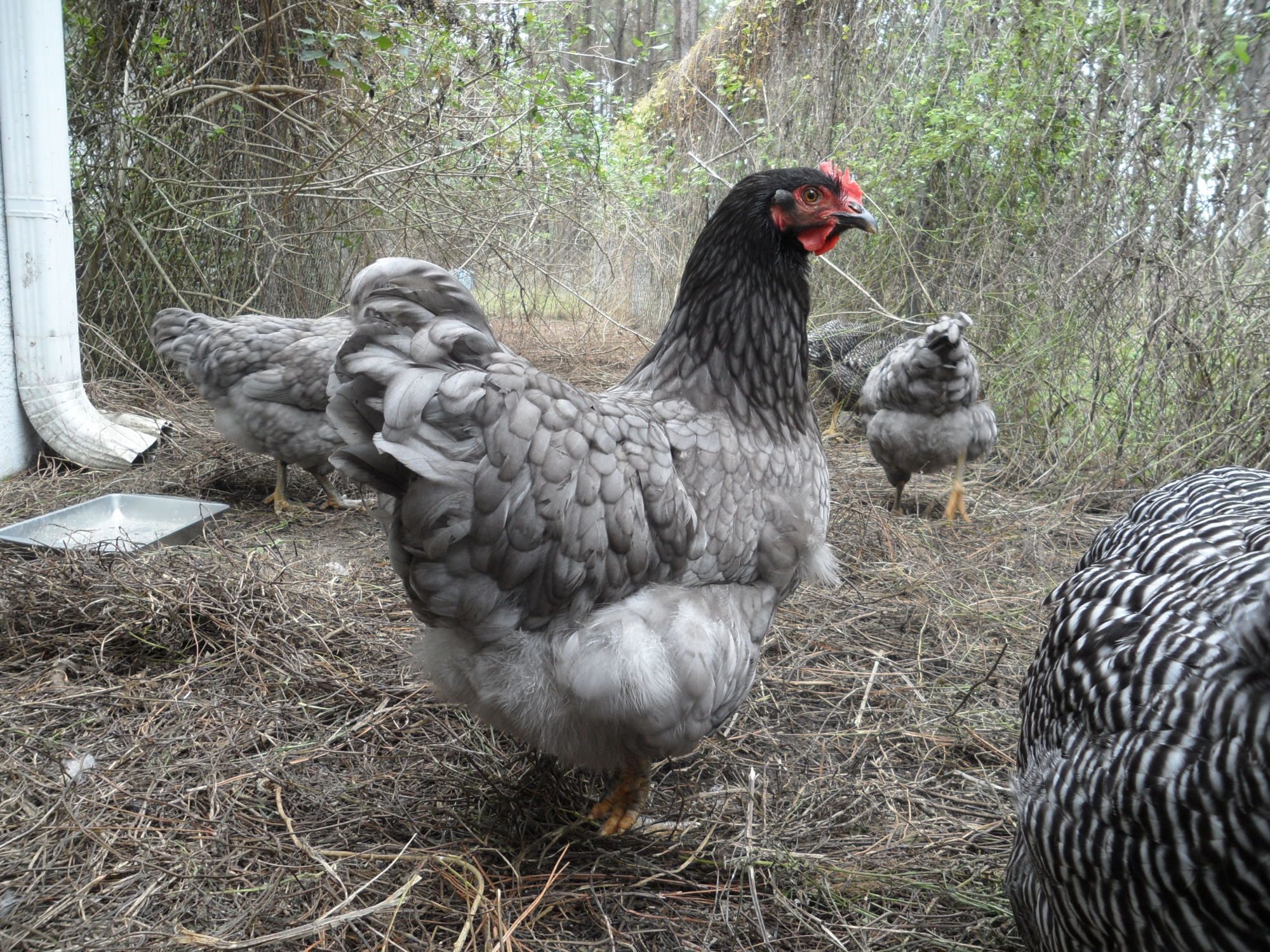 Blue Rock pullet | BackYard Chickens - Learn How to Raise Chickens