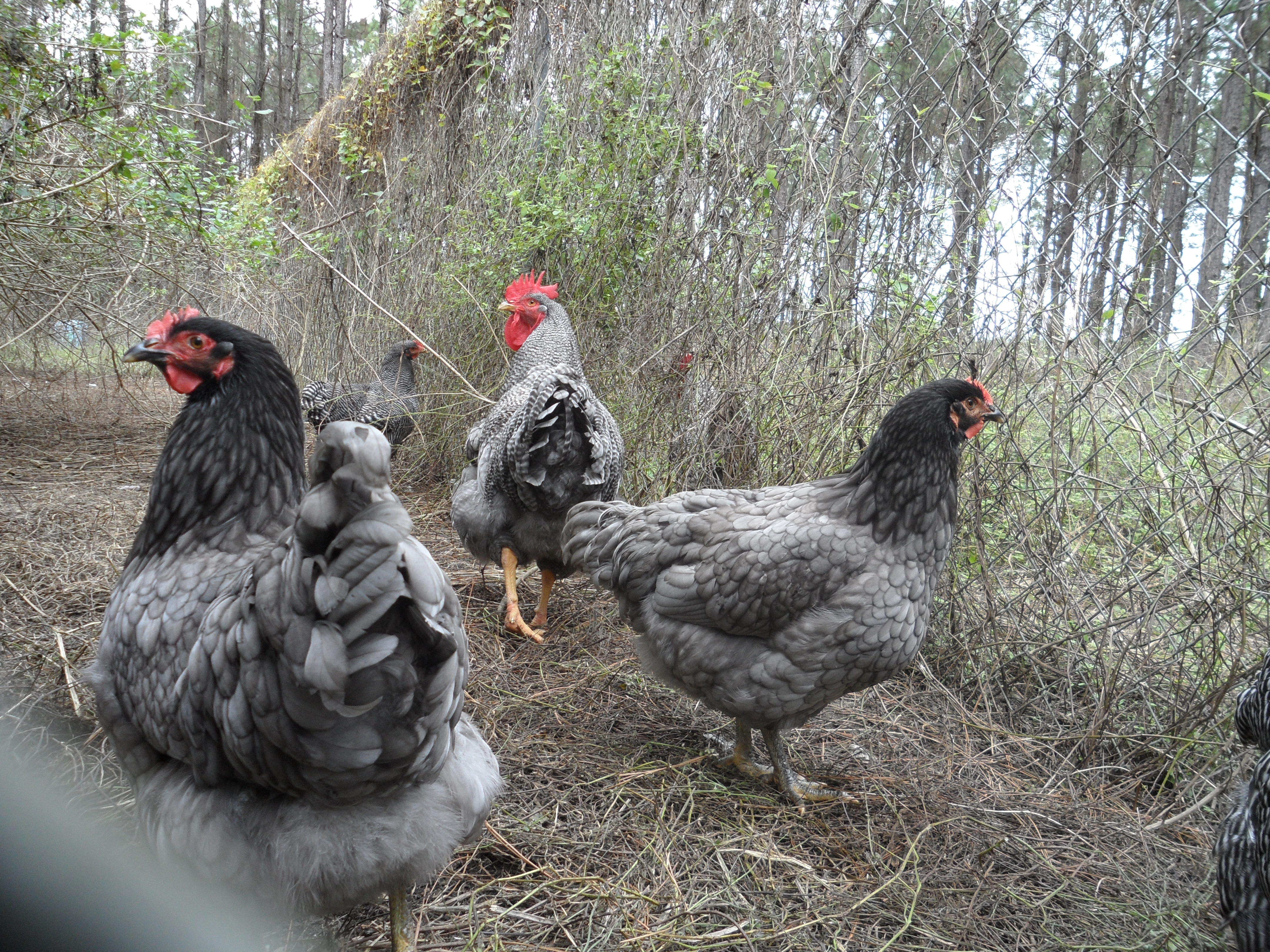 Blue Rocks | BackYard Chickens - Learn How to Raise Chickens
