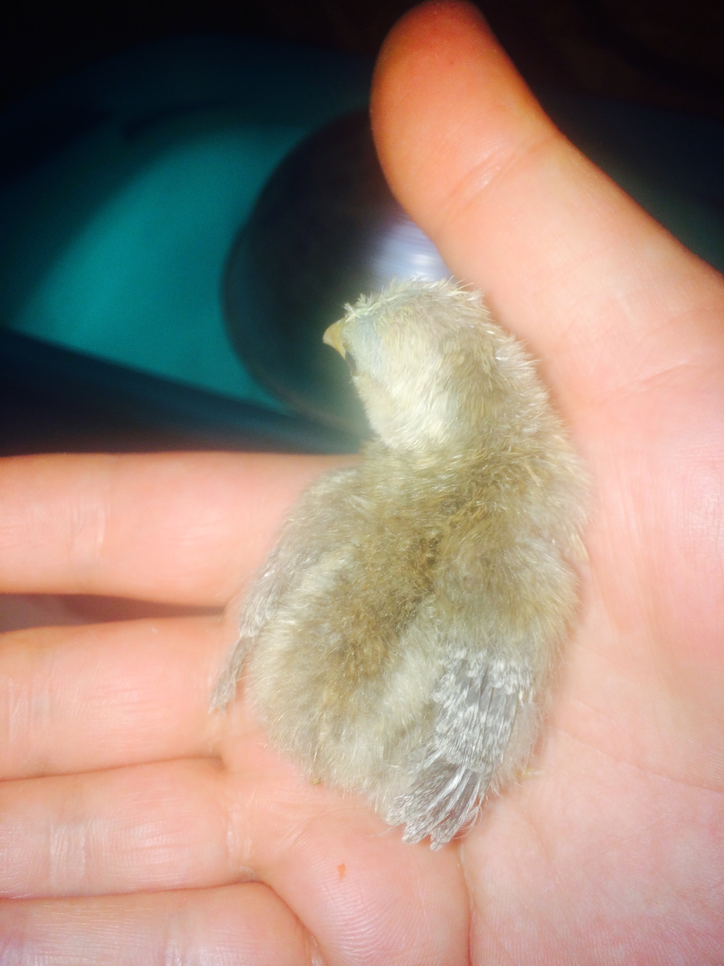 Blue Silver Duckwing OEGB chick | BackYard Chickens - Learn How to ...