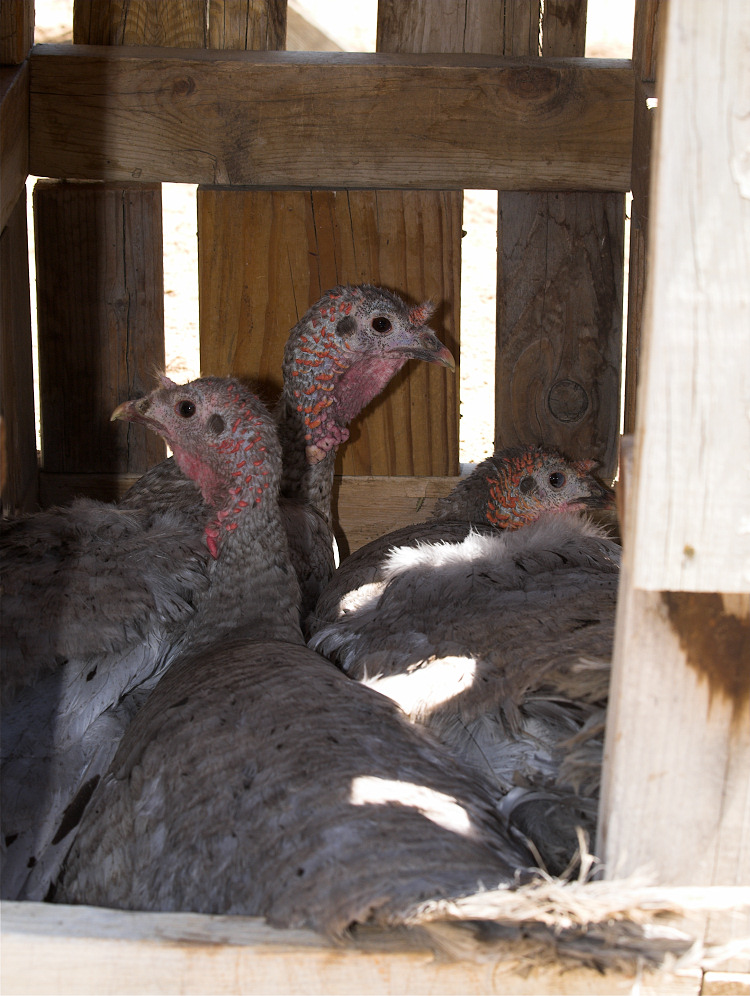 Blue Slate turkey hens | BackYard Chickens - Learn How to Raise Chickens