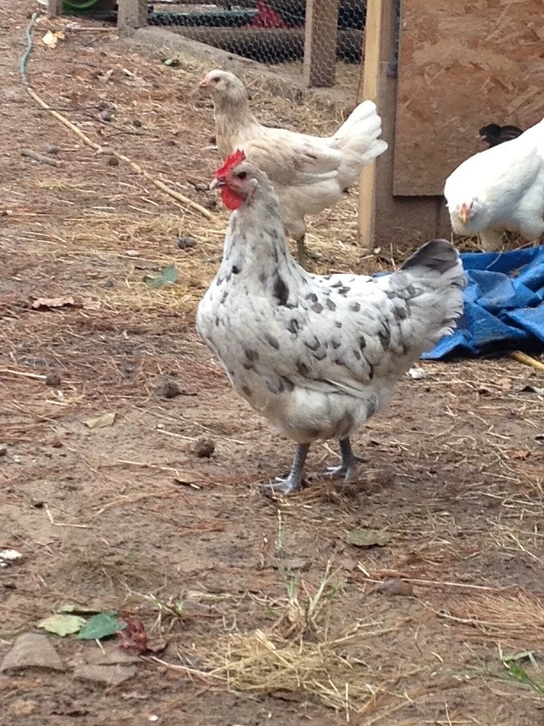 Blue Splash Maran and Easter Eggers | BackYard Chickens - Learn How to ...