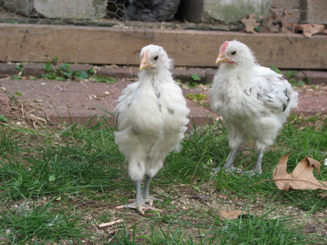 blue splash marans | BackYard Chickens - Learn How to Raise Chickens
