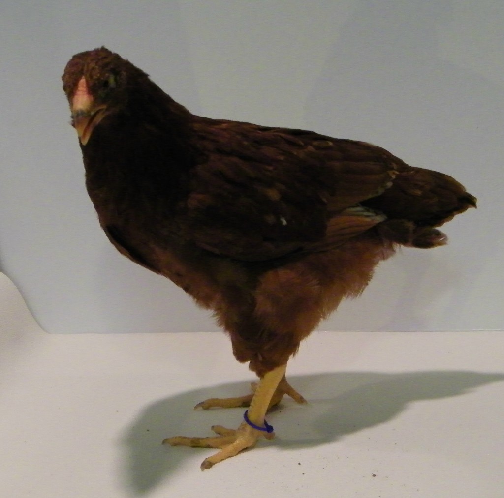 "Bluebell" Buckeye @ 8 wks | BackYard Chickens - Learn How to Raise ...