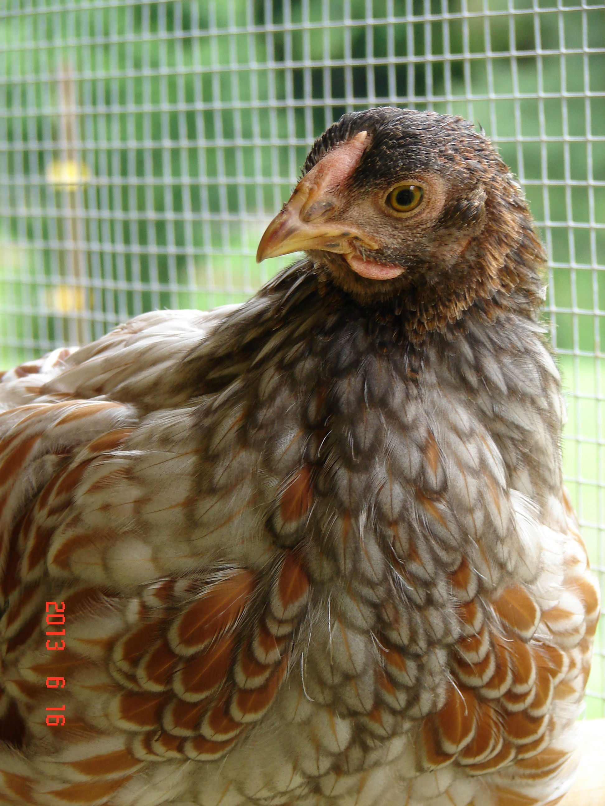 Blueberry BLR Wyandotte | BackYard Chickens - Learn How to Raise Chickens