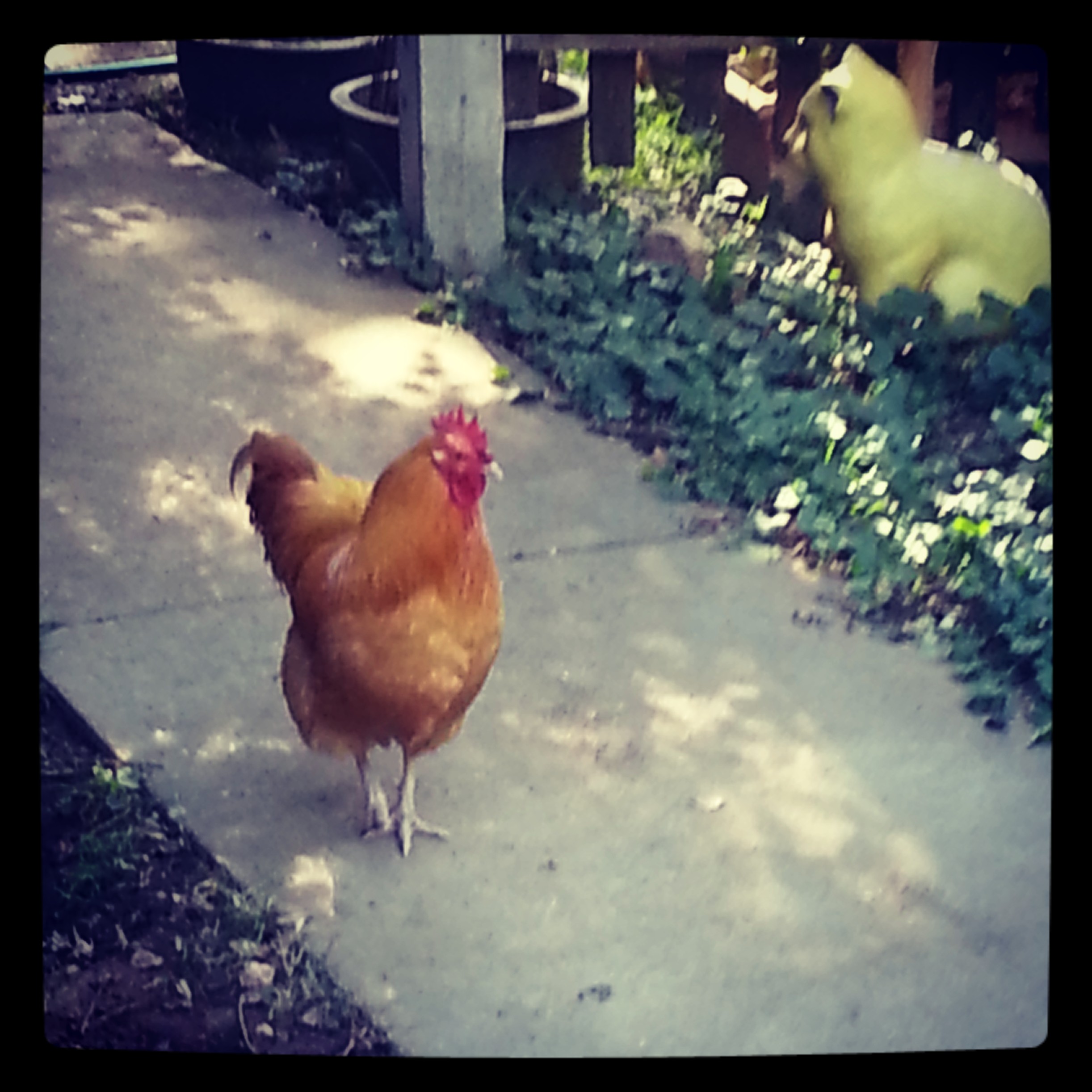 Bo Bo | BackYard Chickens - Learn How to Raise Chickens