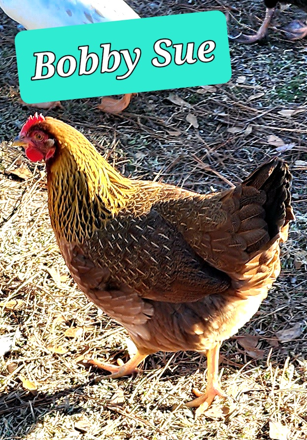 Bobby Sue | BackYard Chickens - Learn How to Raise Chickens