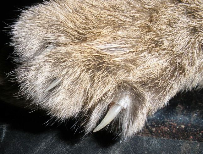 Bobcat claws | BackYard Chickens - Learn How to Raise Chickens