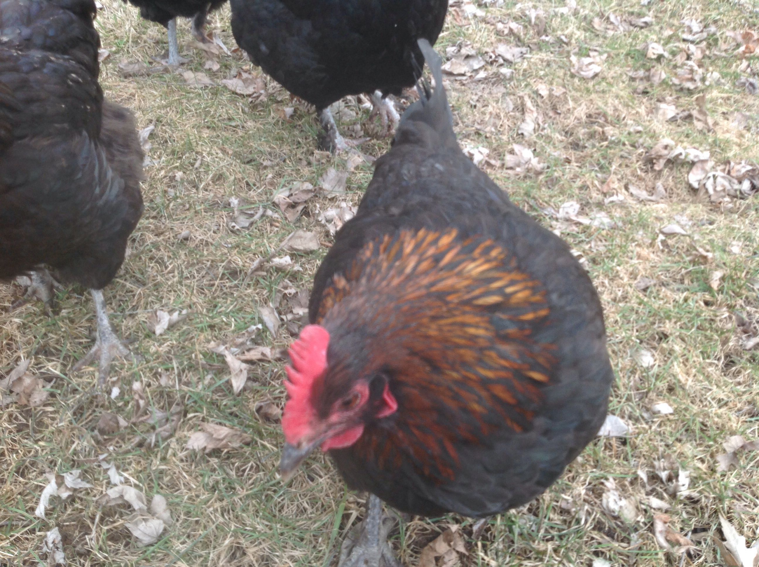 Bossy hen | BackYard Chickens - Learn How to Raise Chickens