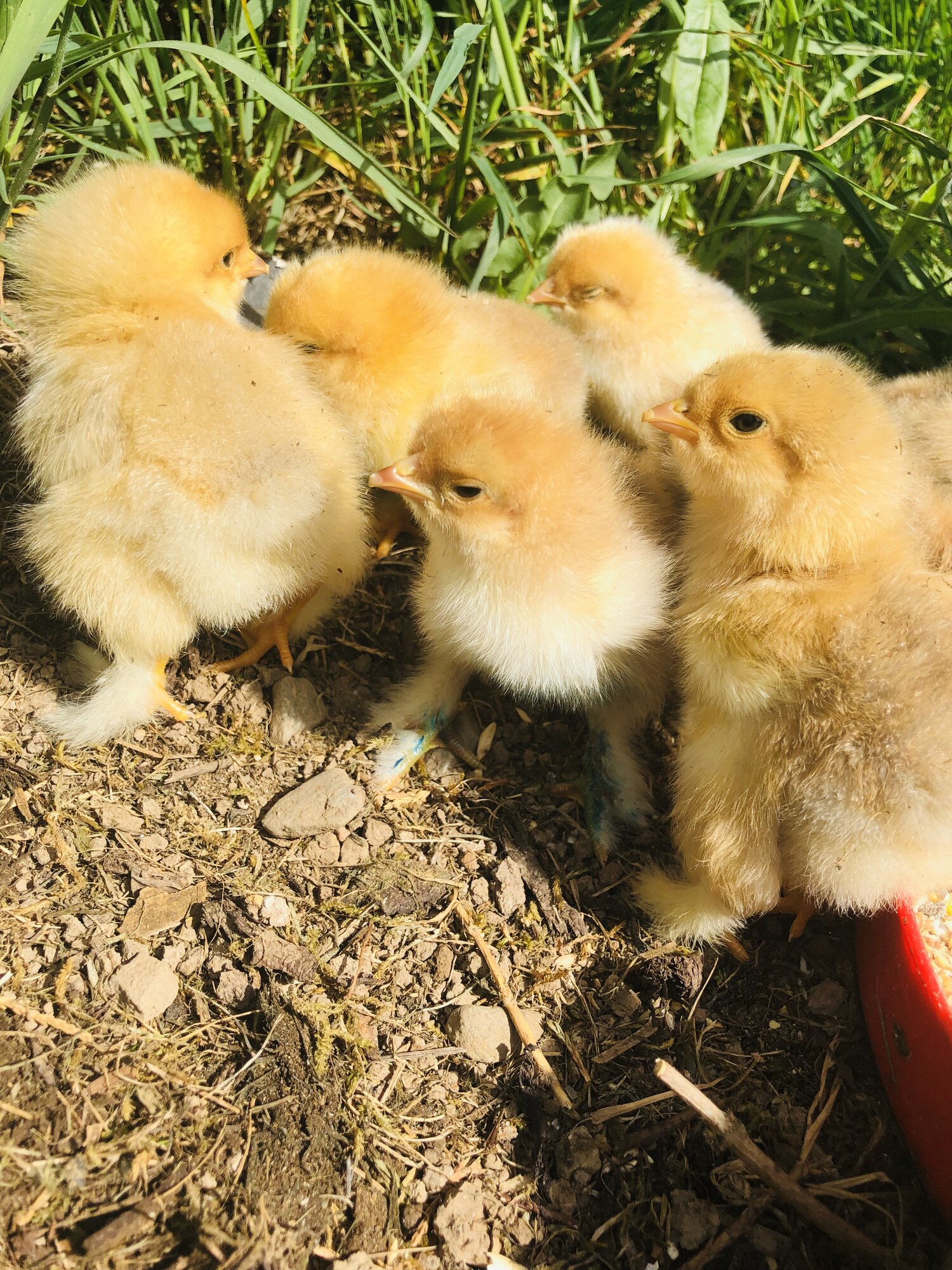 Brahma chicks | BackYard Chickens - Learn How to Raise Chickens