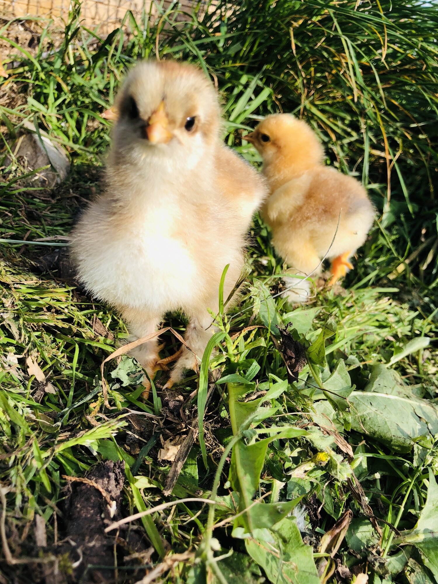 Brahma chicks | BackYard Chickens - Learn How to Raise Chickens