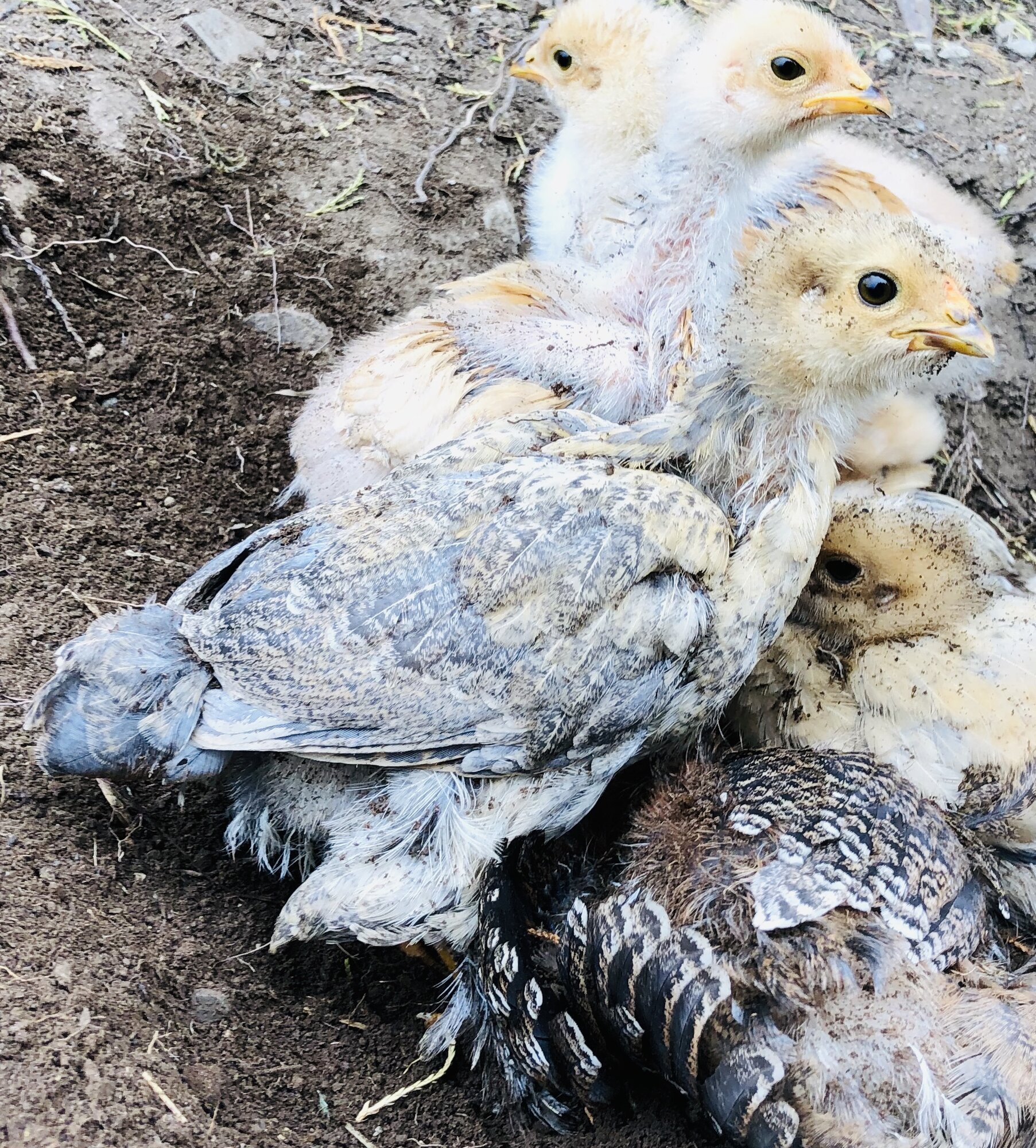 Brahma chicks | BackYard Chickens - Learn How to Raise Chickens