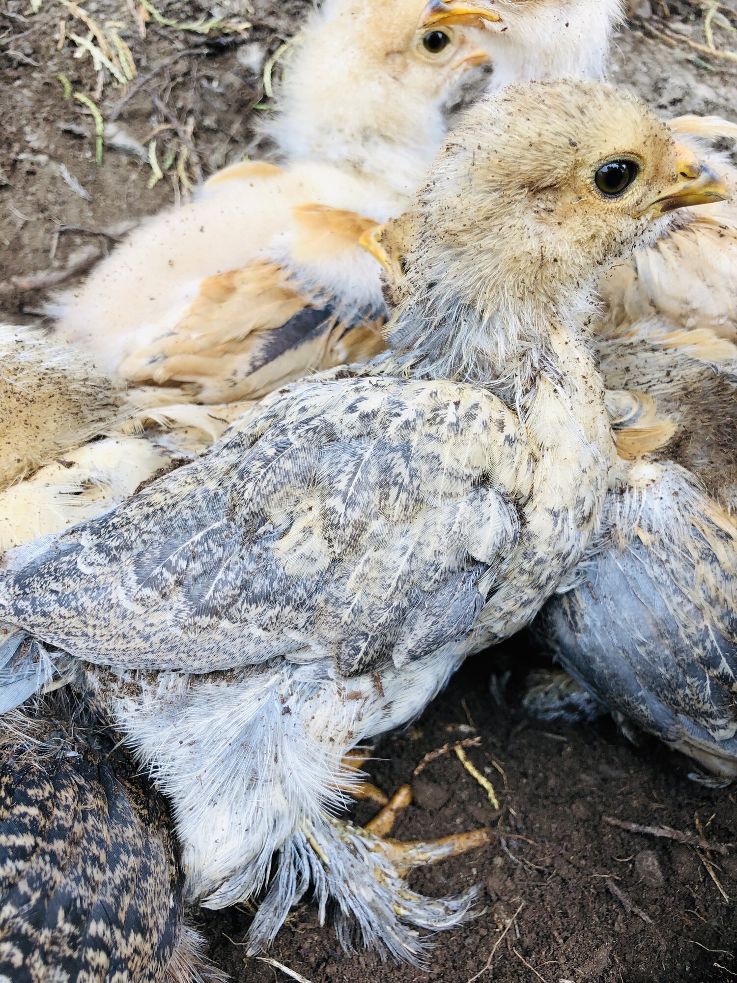 Brahma chicks | BackYard Chickens - Learn How to Raise Chickens