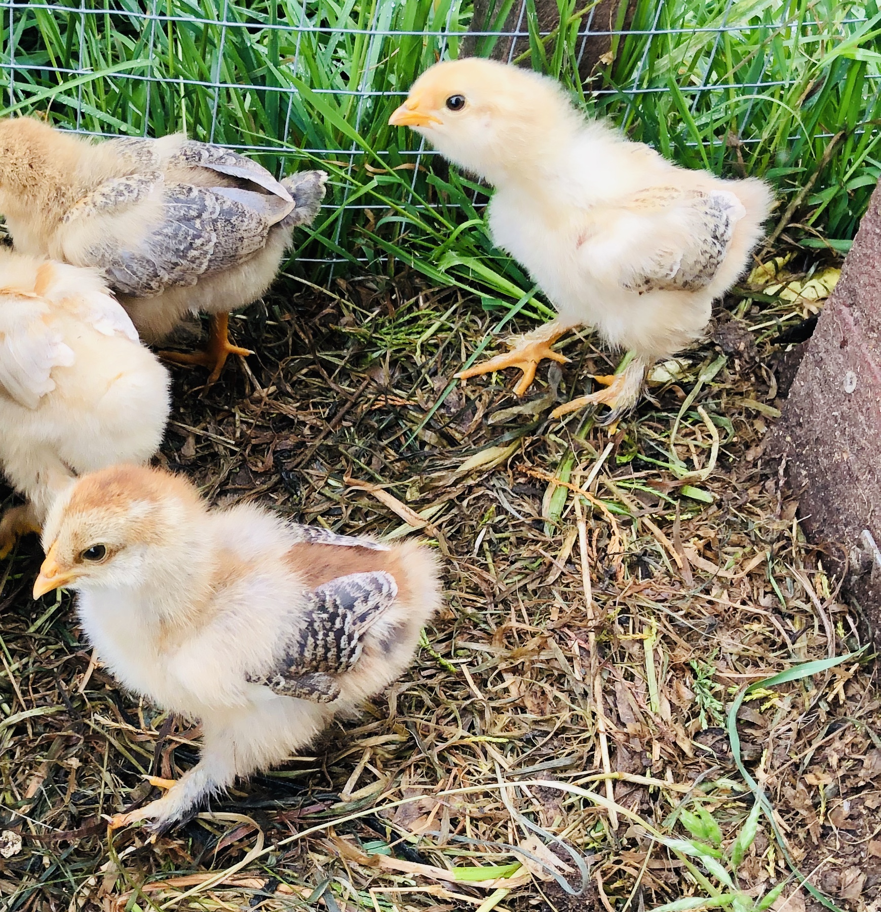 Brahma chicks | BackYard Chickens - Learn How to Raise Chickens