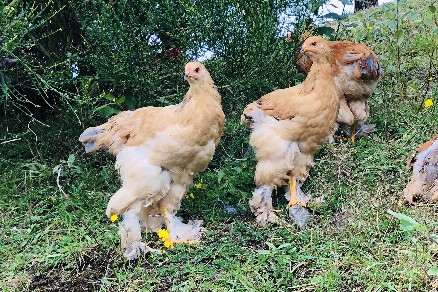 Brahma chicks | BackYard Chickens - Learn How to Raise Chickens