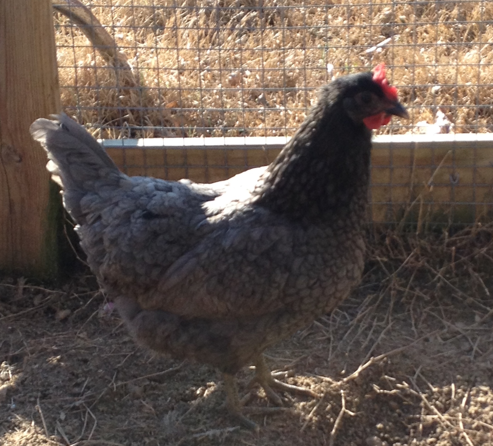 Breeding pen | BackYard Chickens - Learn How to Raise Chickens