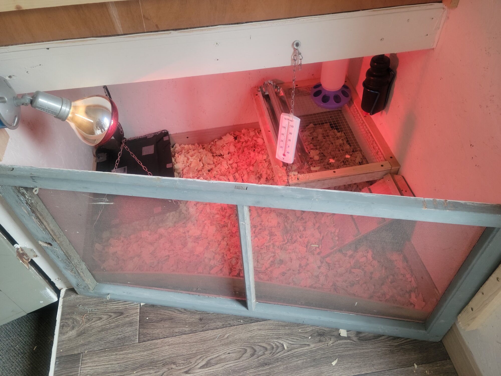 Brooder area under roost board.jpg | BackYard Chickens - Learn How to ...
