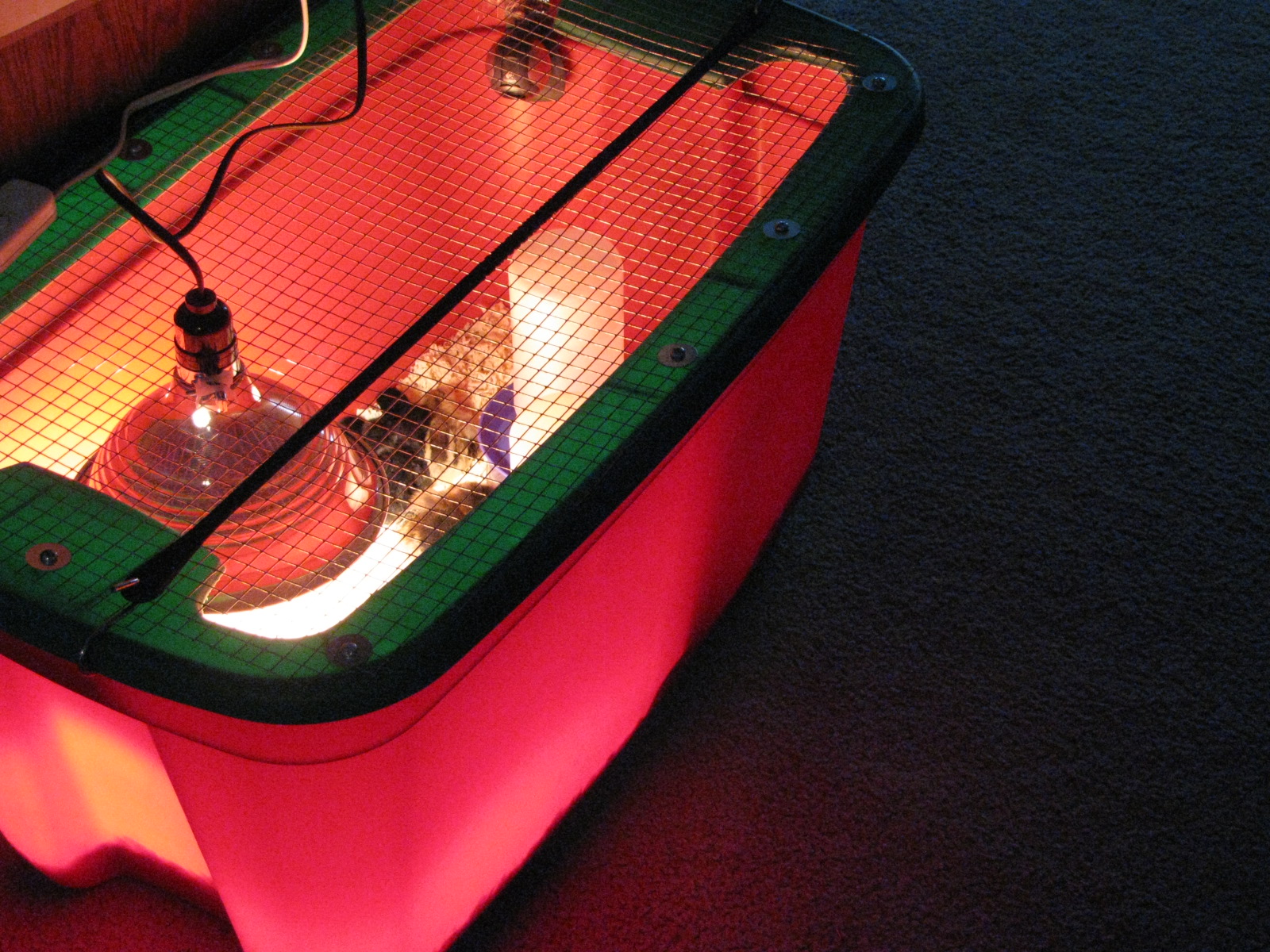 brooder | BackYard Chickens - Learn How to Raise Chickens