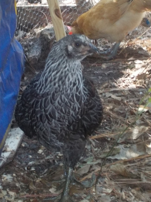 Brooke, OE | BackYard Chickens - Learn How to Raise Chickens