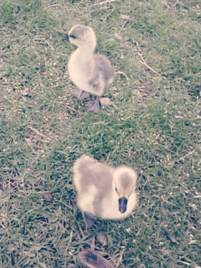 Brown Chinese Goslings. Sergeant and Penny | BackYard Chickens - Learn ...