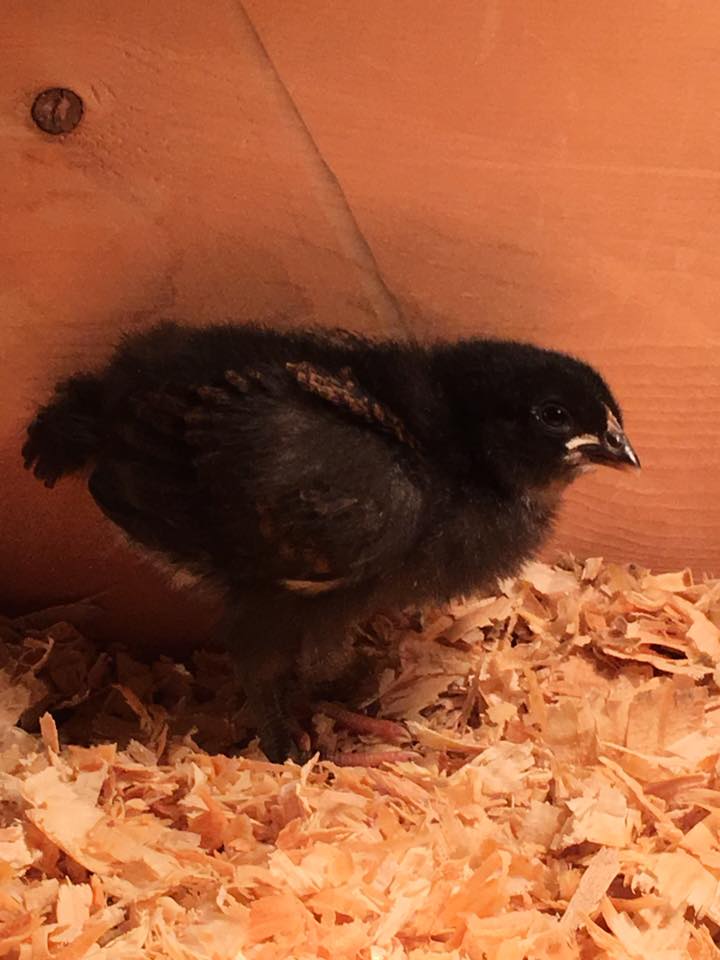 BSL are getting big. 2 weeks old | BackYard Chickens - Learn How to ...