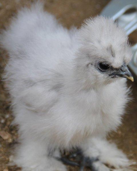 Bubbles @ 8 weeks old | BackYard Chickens - Learn How to Raise Chickens