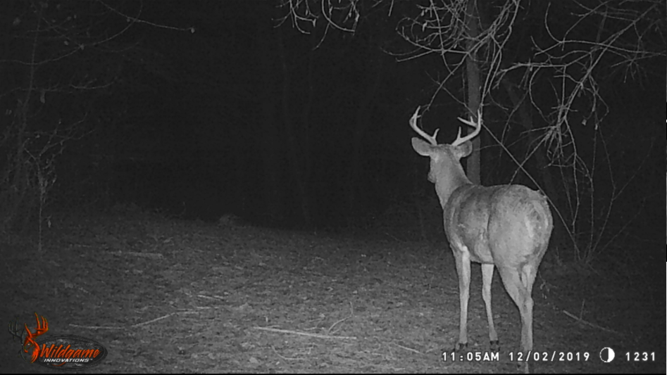 Buck | BackYard Chickens - Learn How to Raise Chickens