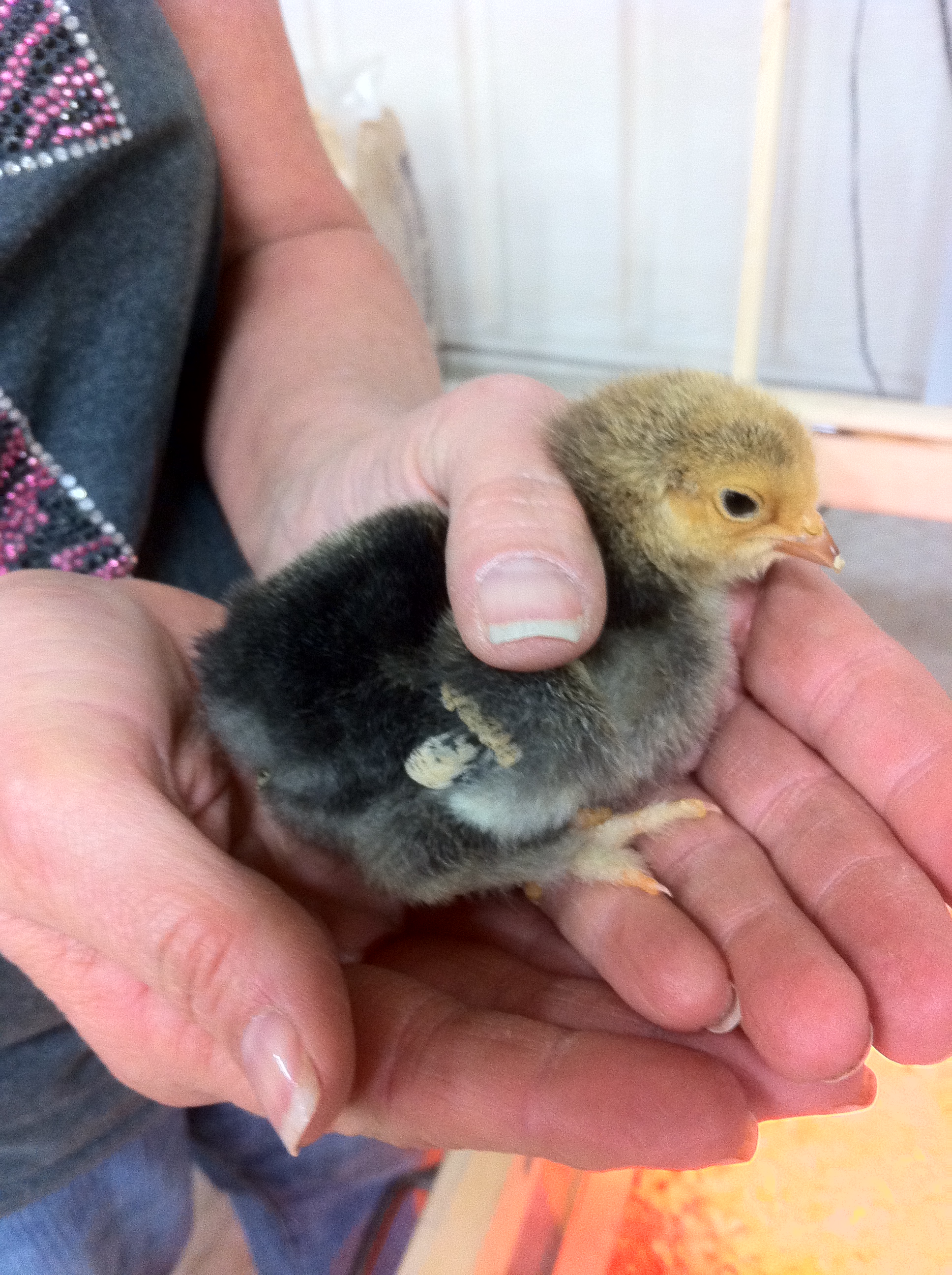 Buff Brahma chick 1 week old. | BackYard Chickens - Learn How to Raise ...