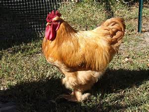 buff cochin roo | BackYard Chickens - Learn How to Raise Chickens