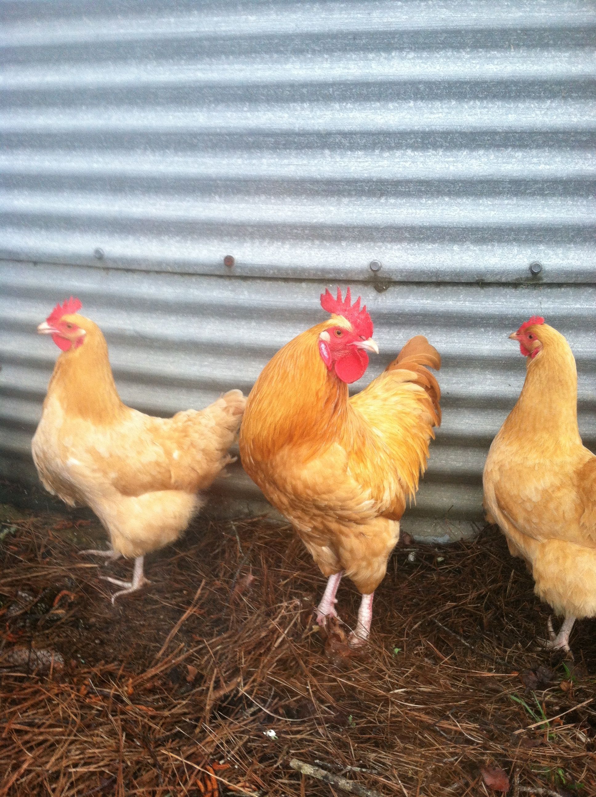 Buff hen and rooster | BackYard Chickens - Learn How to Raise Chickens