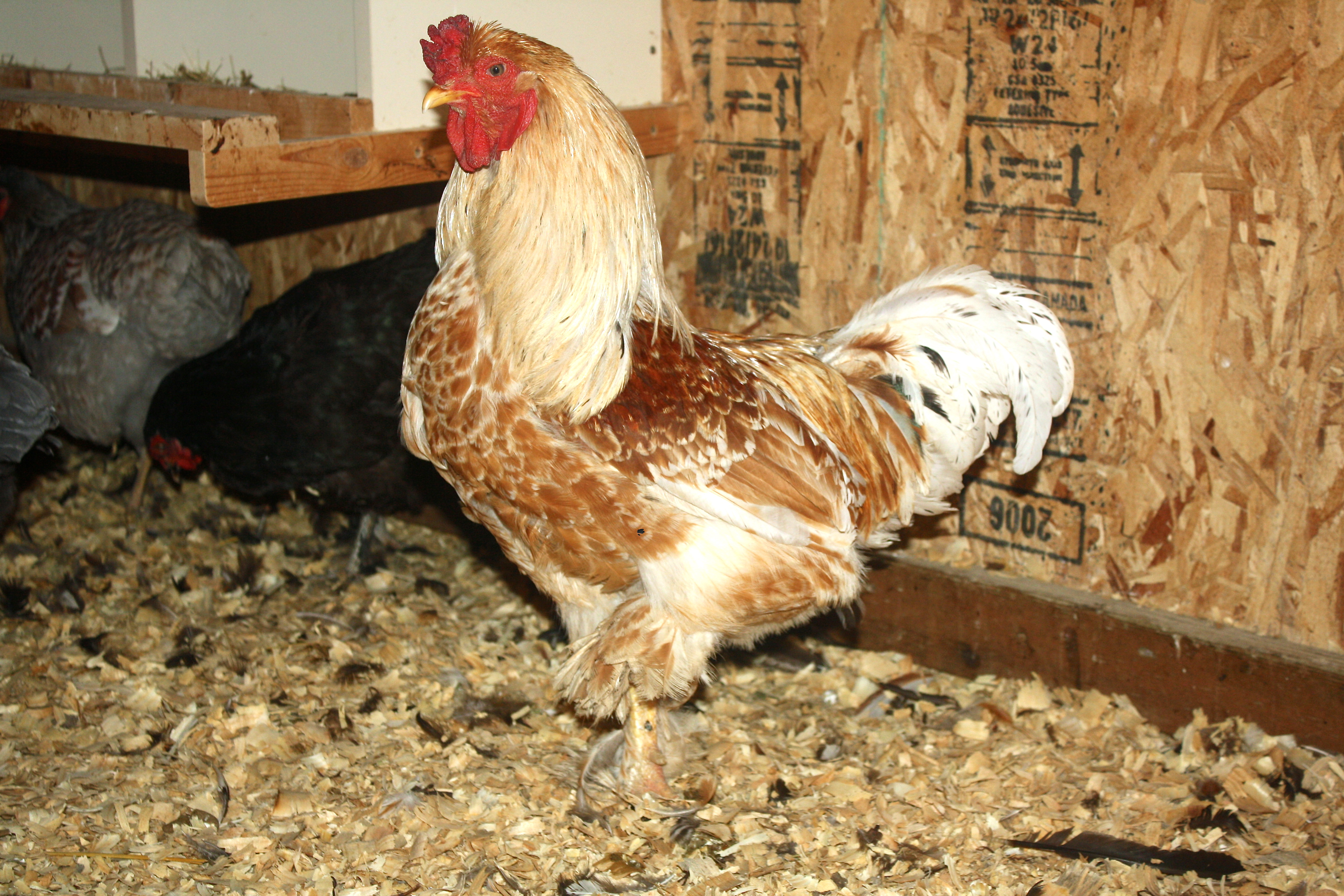 Buff laced brahma roo | BackYard Chickens - Learn How to Raise Chickens