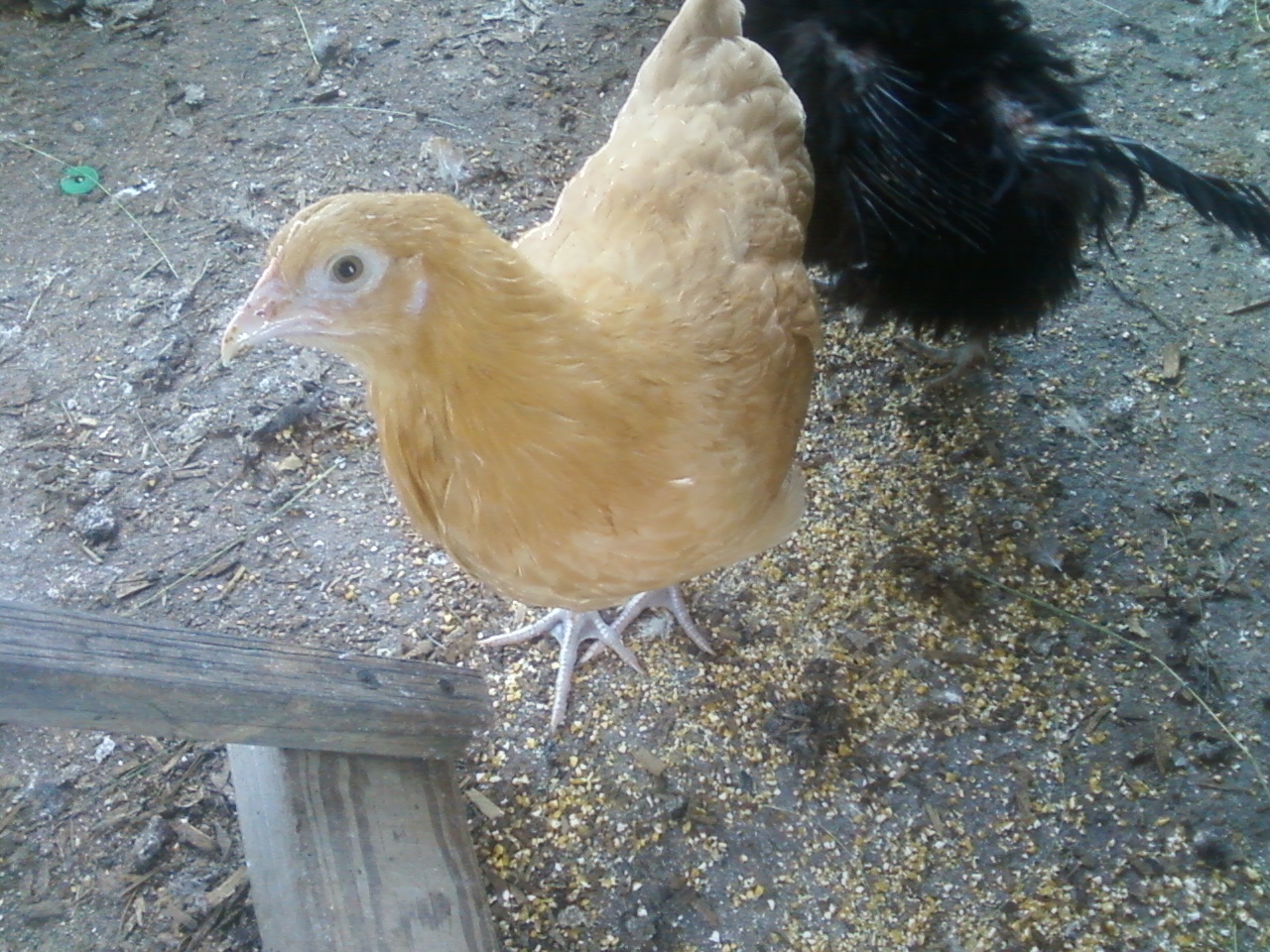 buff orph juvie | BackYard Chickens - Learn How to Raise Chickens