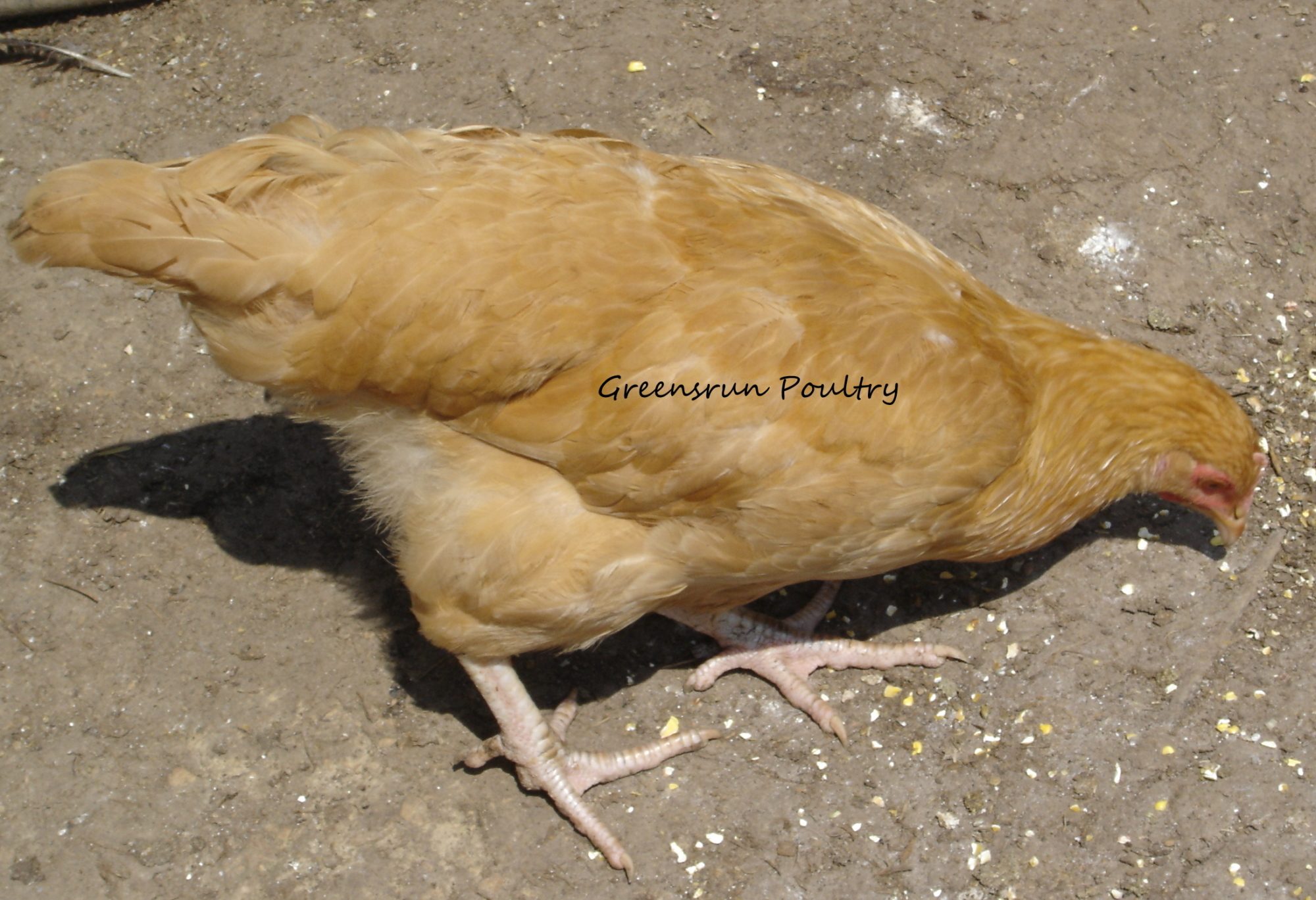 Buff Orpington Pullet | BackYard Chickens - Learn How to Raise Chickens