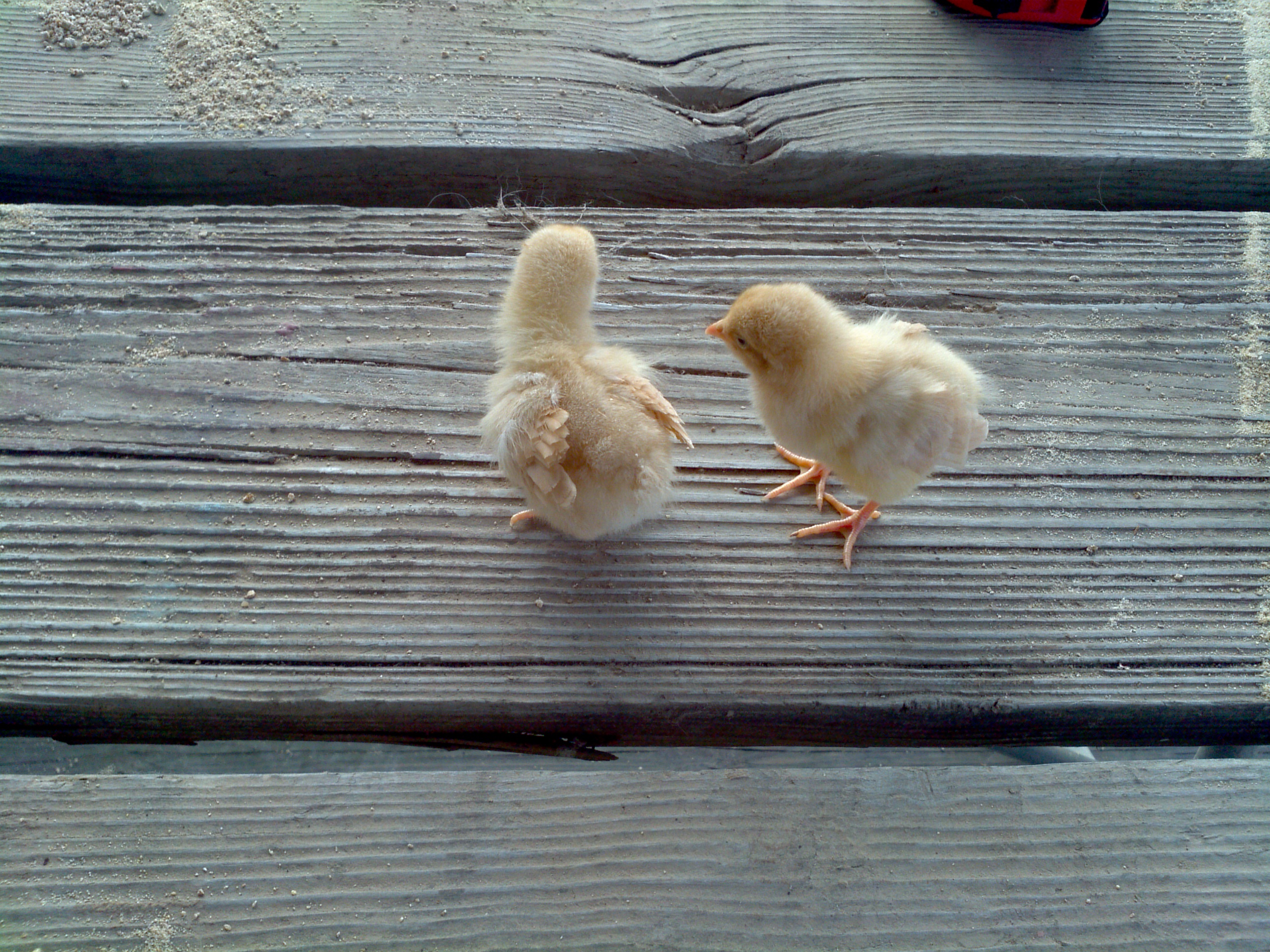 Buff orpington pullets | BackYard Chickens - Learn How to Raise Chickens