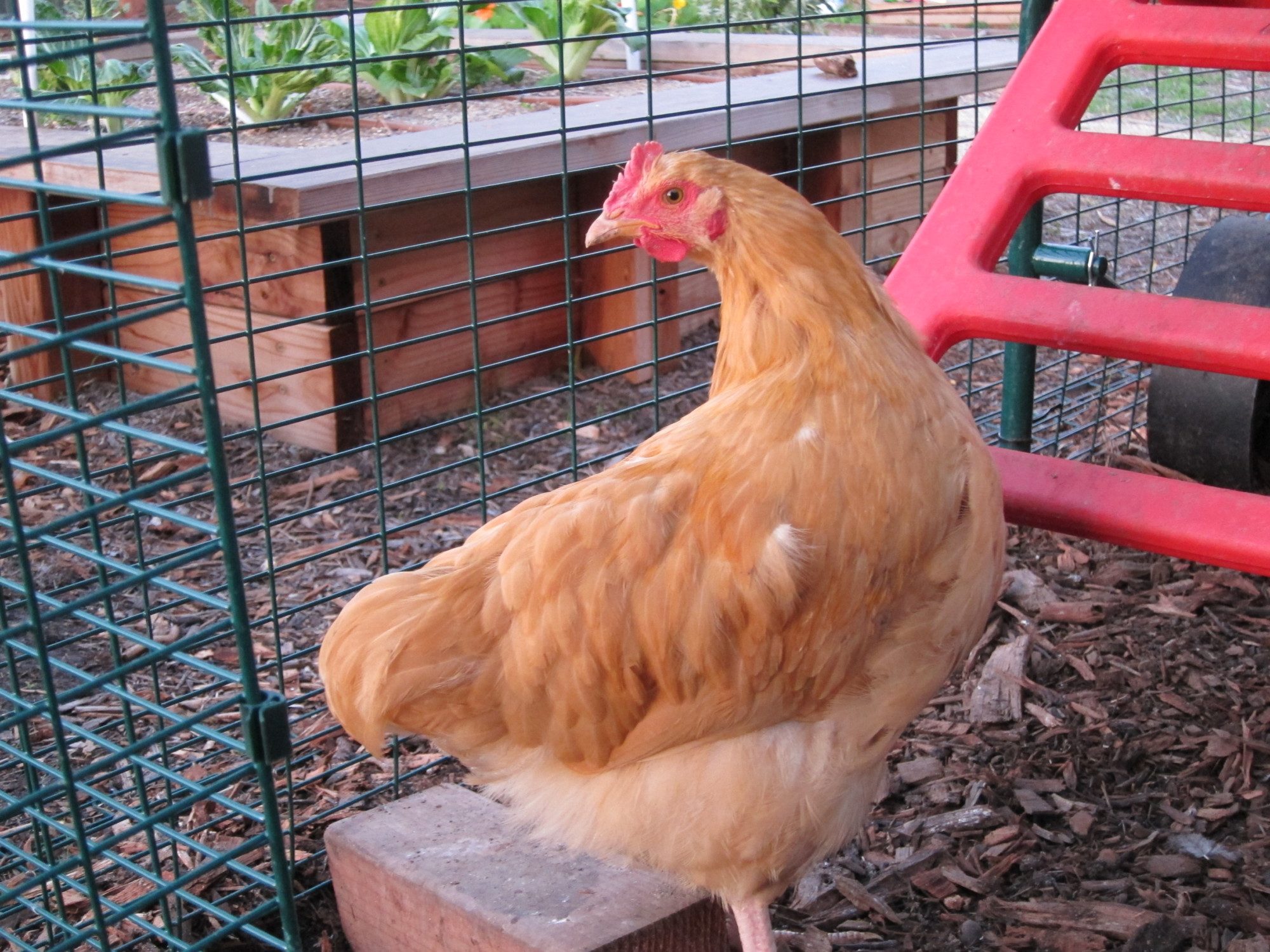 Buff Orpington Roo? | BackYard Chickens - Learn How to Raise Chickens