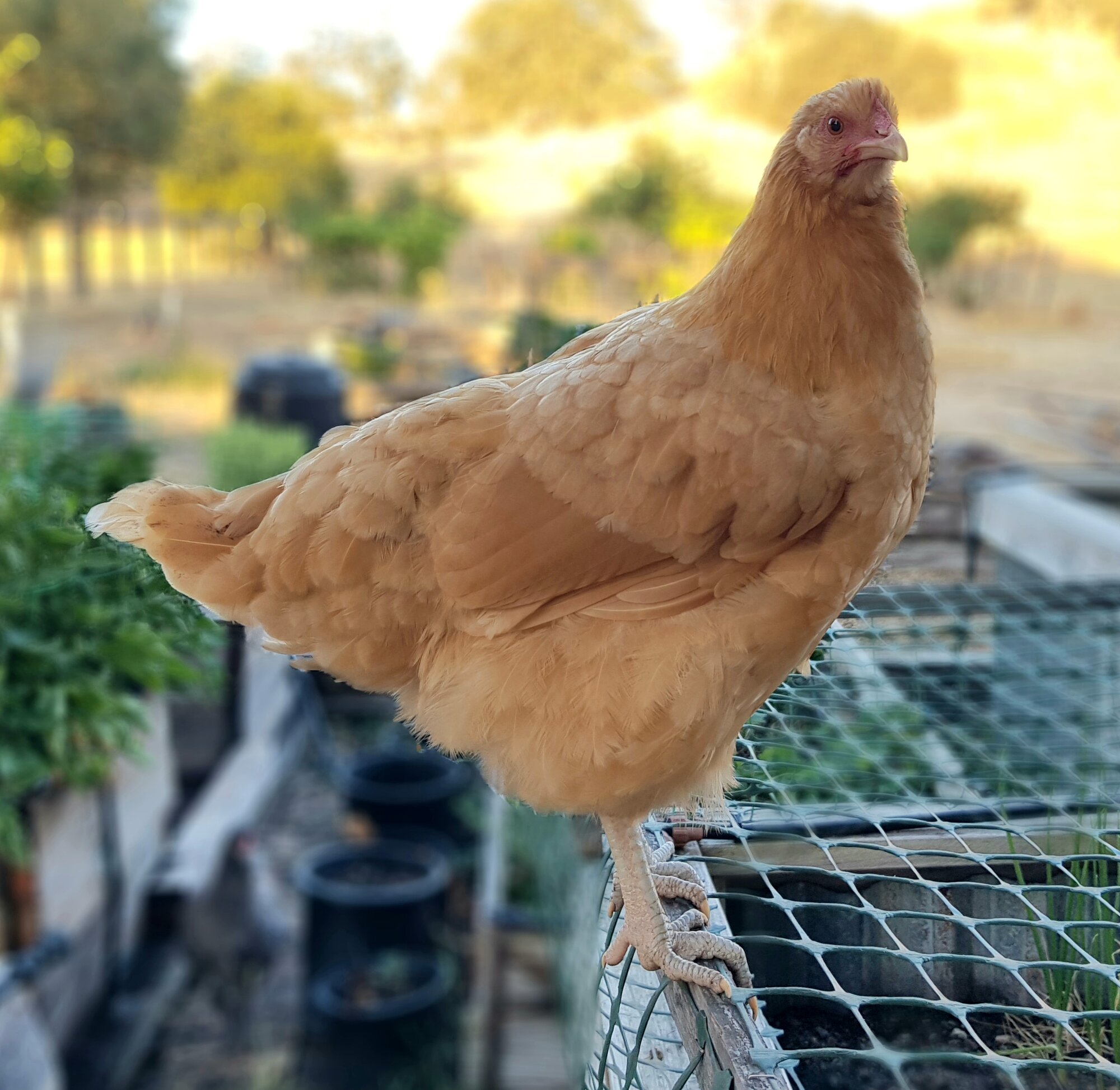 BuffOrpington.jpg | BackYard Chickens - Learn How to Raise Chickens
