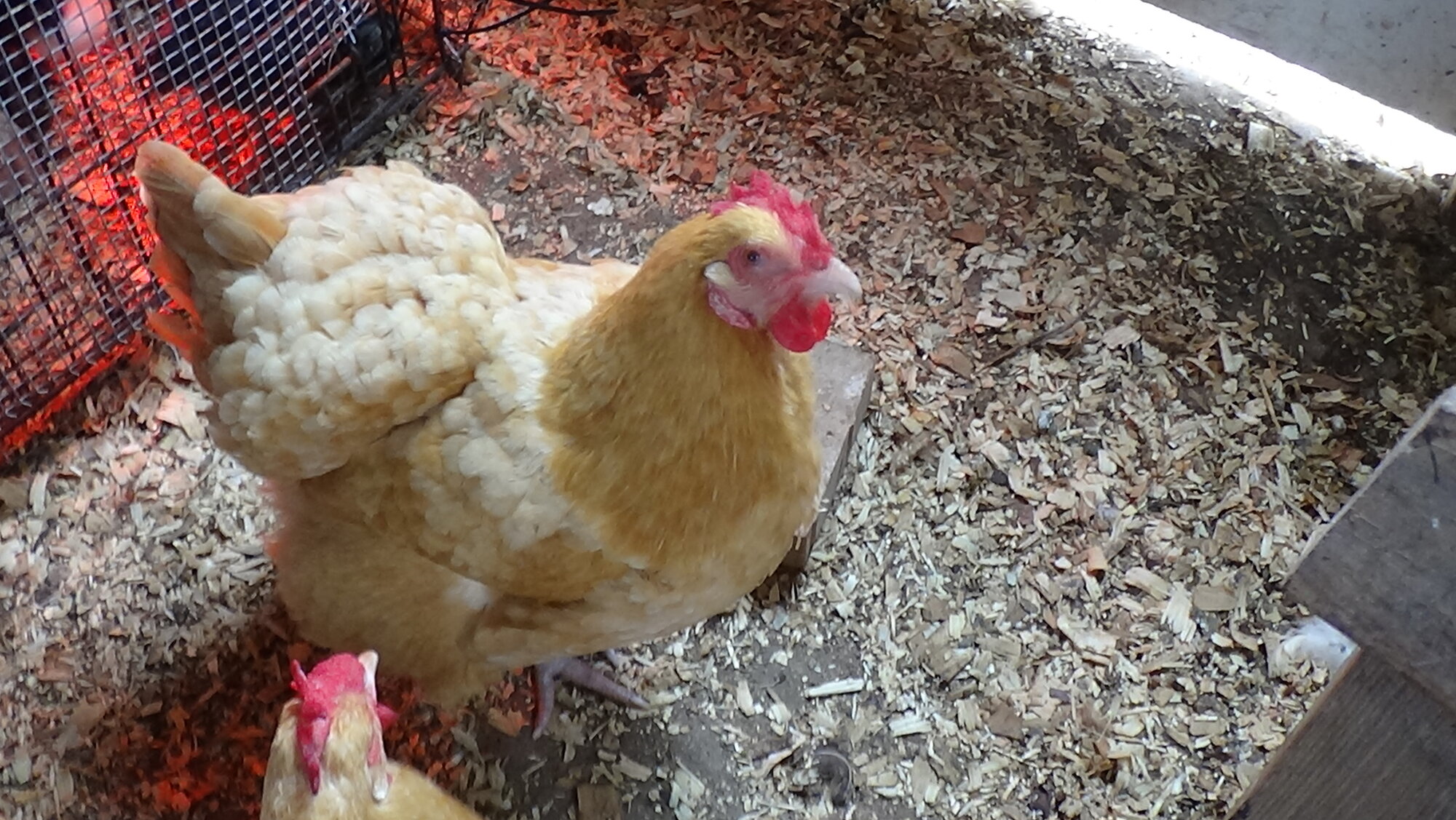 Buffy.JPG | BackYard Chickens - Learn How to Raise Chickens