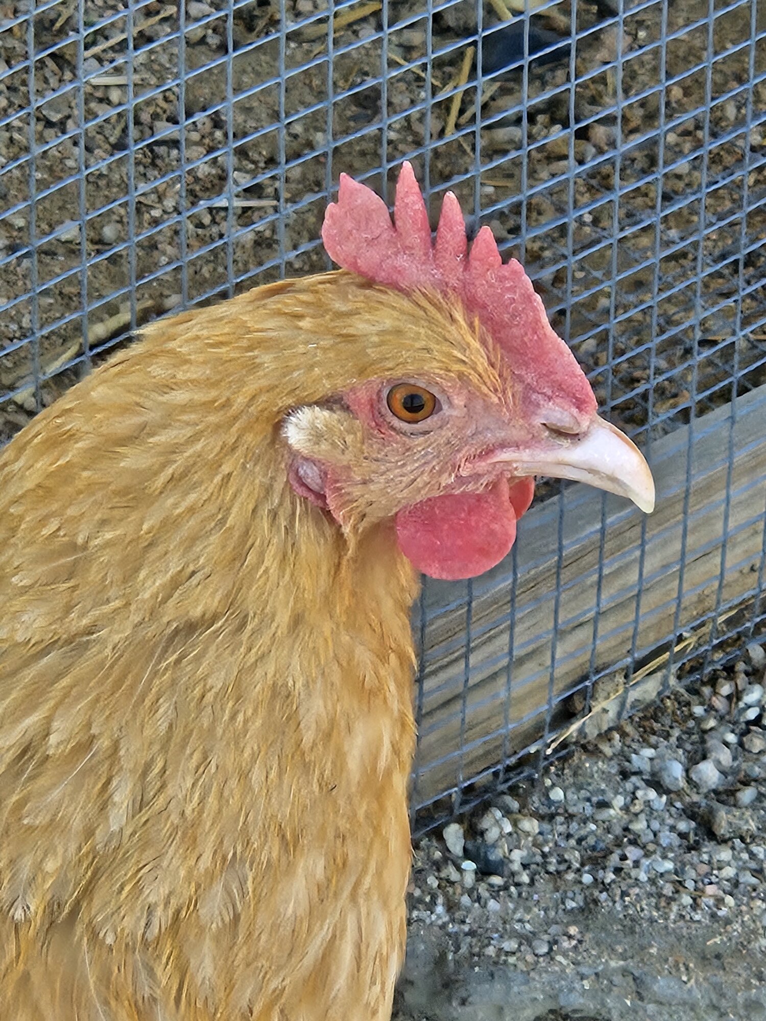 Buffy, my beautiful buff orpington hen | BackYard Chickens - Learn How ...