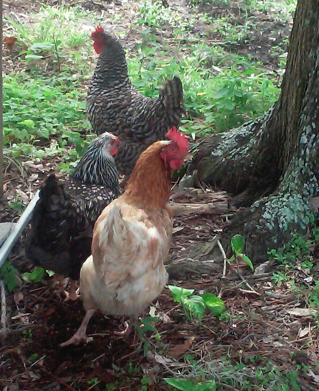 Bug Hunt | BackYard Chickens - Learn How to Raise Chickens