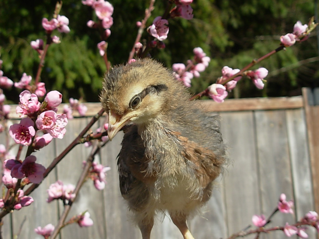 Bumble Bee- 3 weeks | BackYard Chickens - Learn How to Raise Chickens