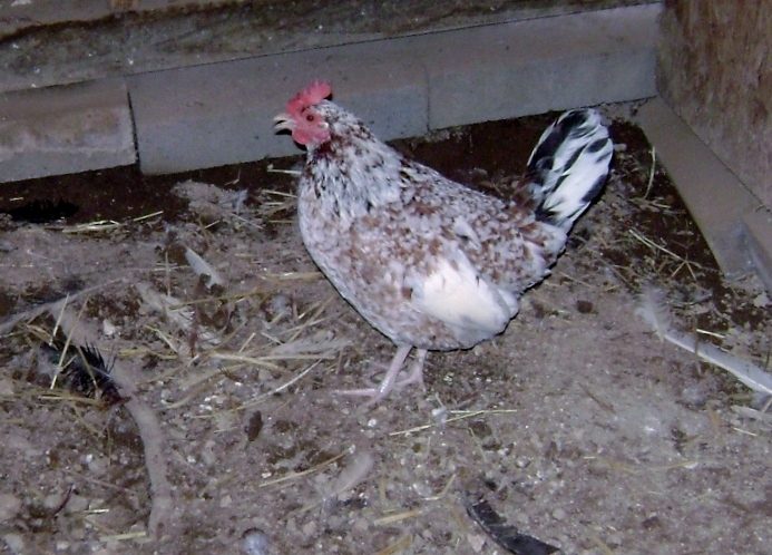 BUTCHER HEN | BackYard Chickens - Learn How to Raise Chickens