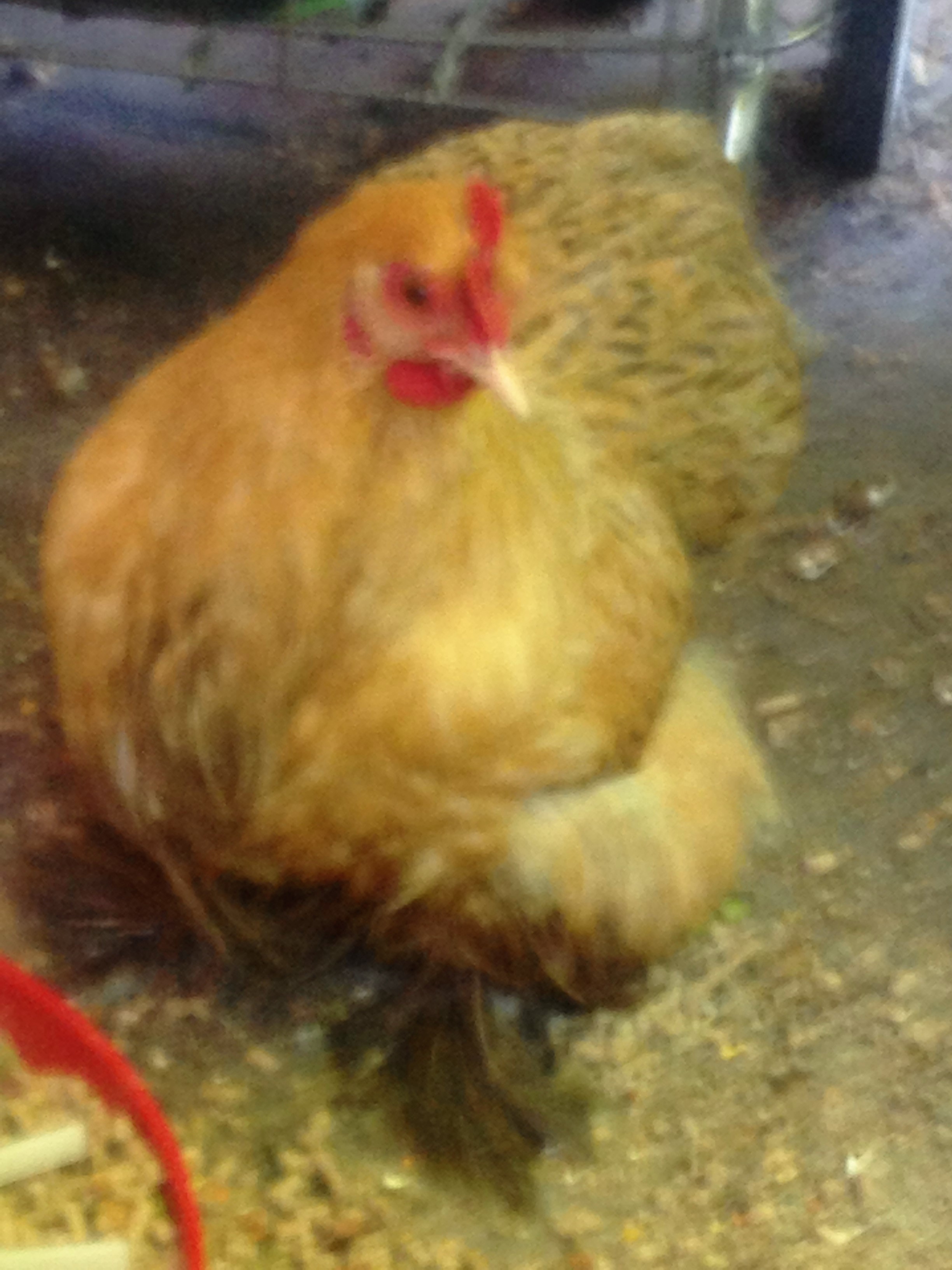 ButterBall | BackYard Chickens - Learn How to Raise Chickens