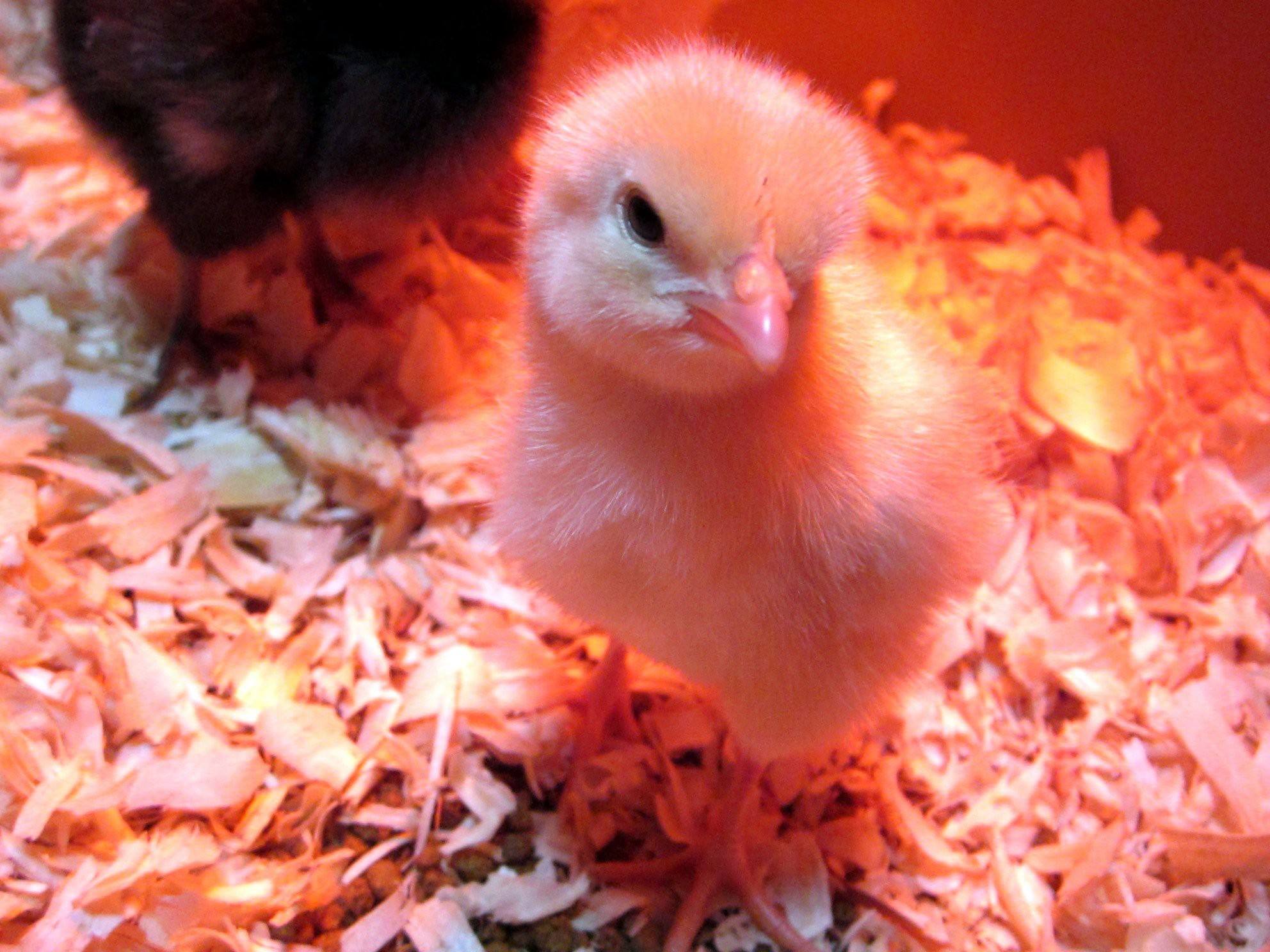 Buttercup (Buff orp.) | BackYard Chickens - Learn How to Raise Chickens