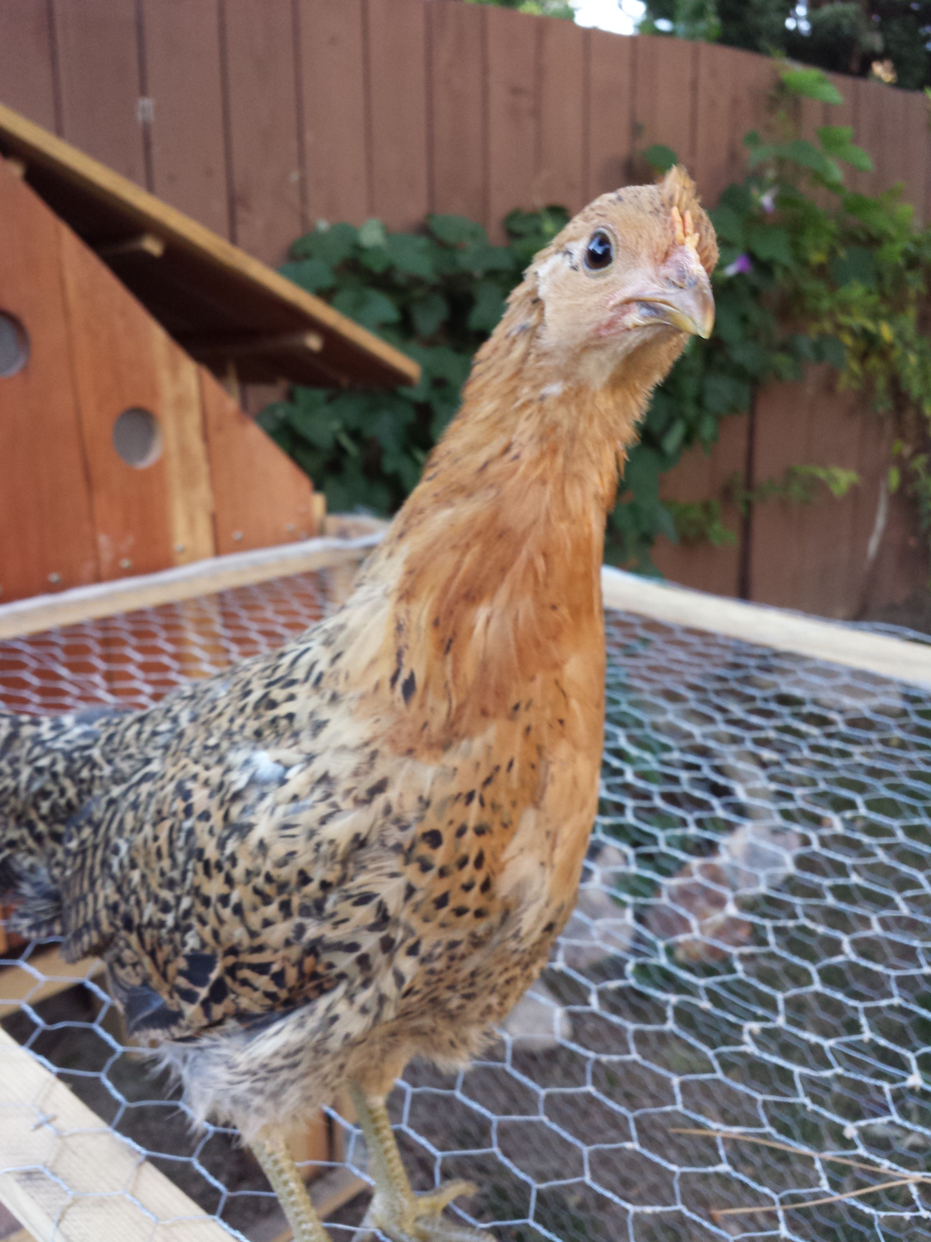 Buttercup - Sicilian Buttercup | BackYard Chickens - Learn How to Raise ...