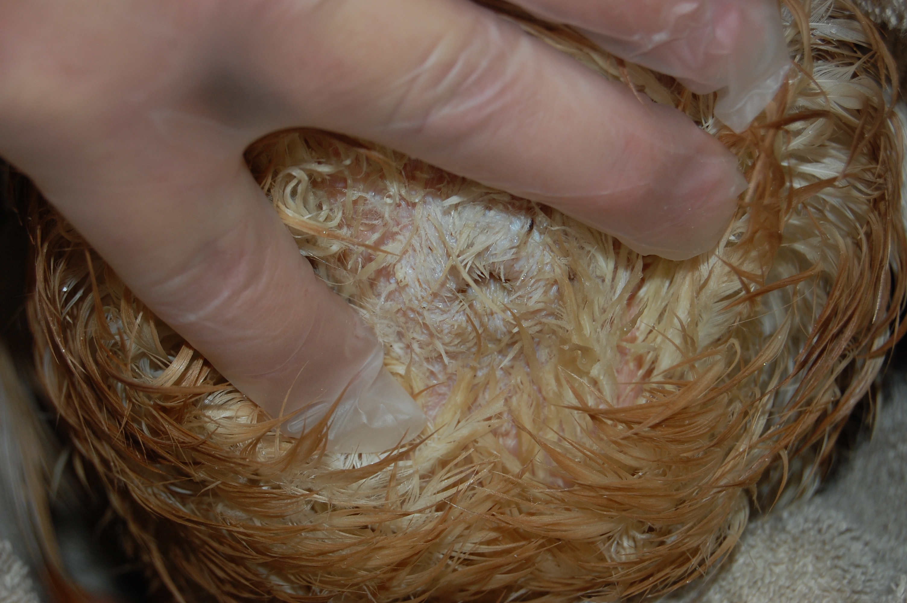 Cafe after prolapse | BackYard Chickens - Learn How to Raise Chickens