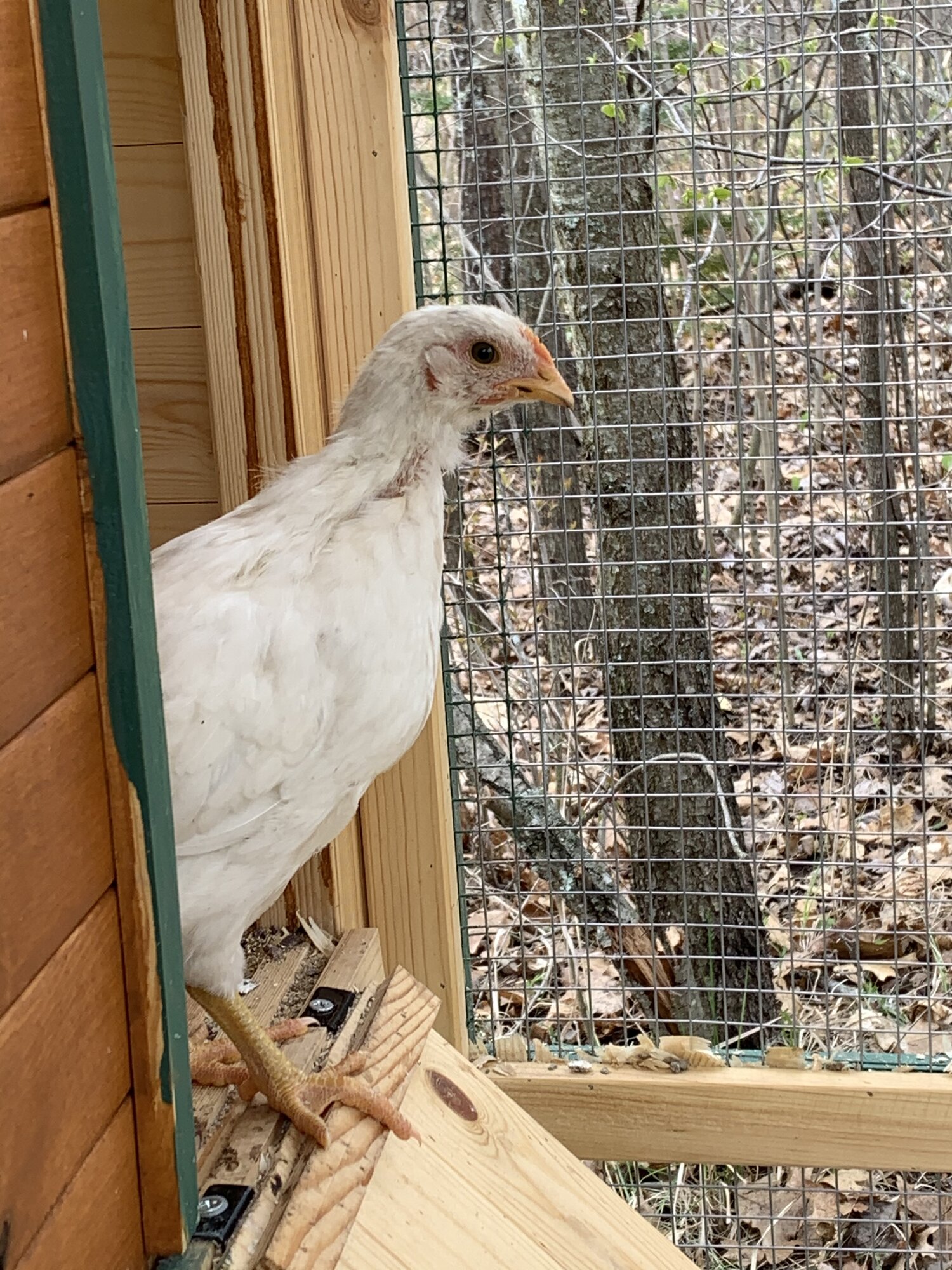 California Tan | BackYard Chickens - Learn How to Raise Chickens