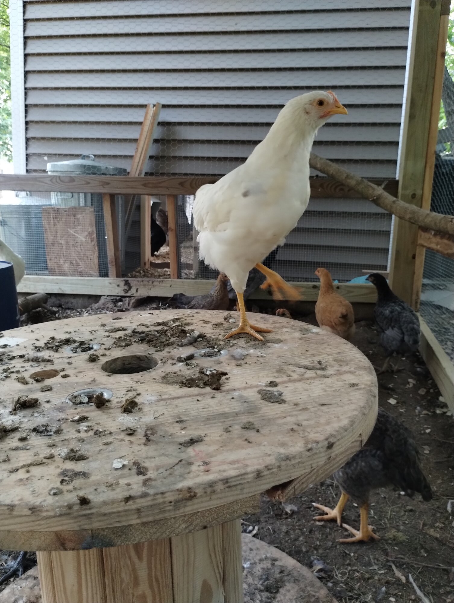 California Tan | BackYard Chickens - Learn How to Raise Chickens