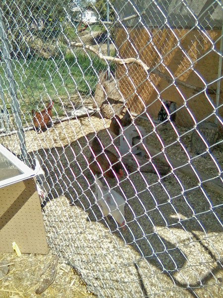 chain link ;) | BackYard Chickens - Learn How to Raise Chickens